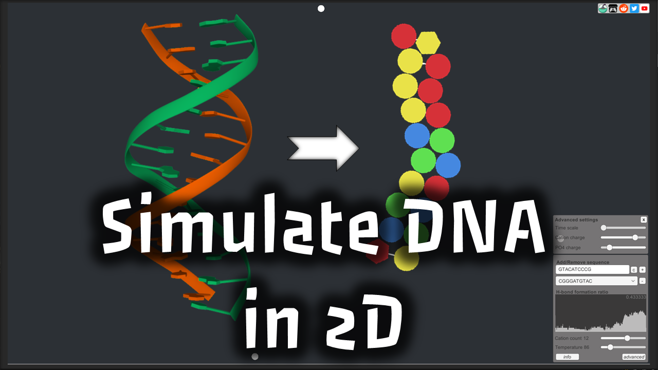 DNA simulator by Spontaneous Simulations