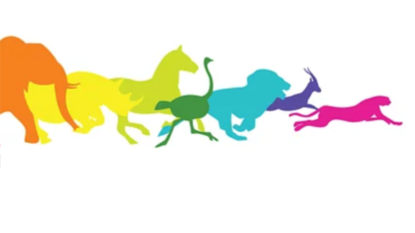 Animal Dash by Lewis Marks