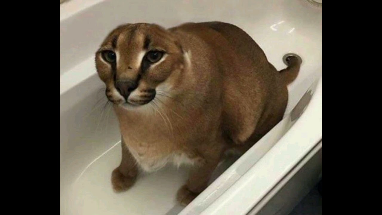 FNF Vs Floppa and Sonic by floppa and sonic