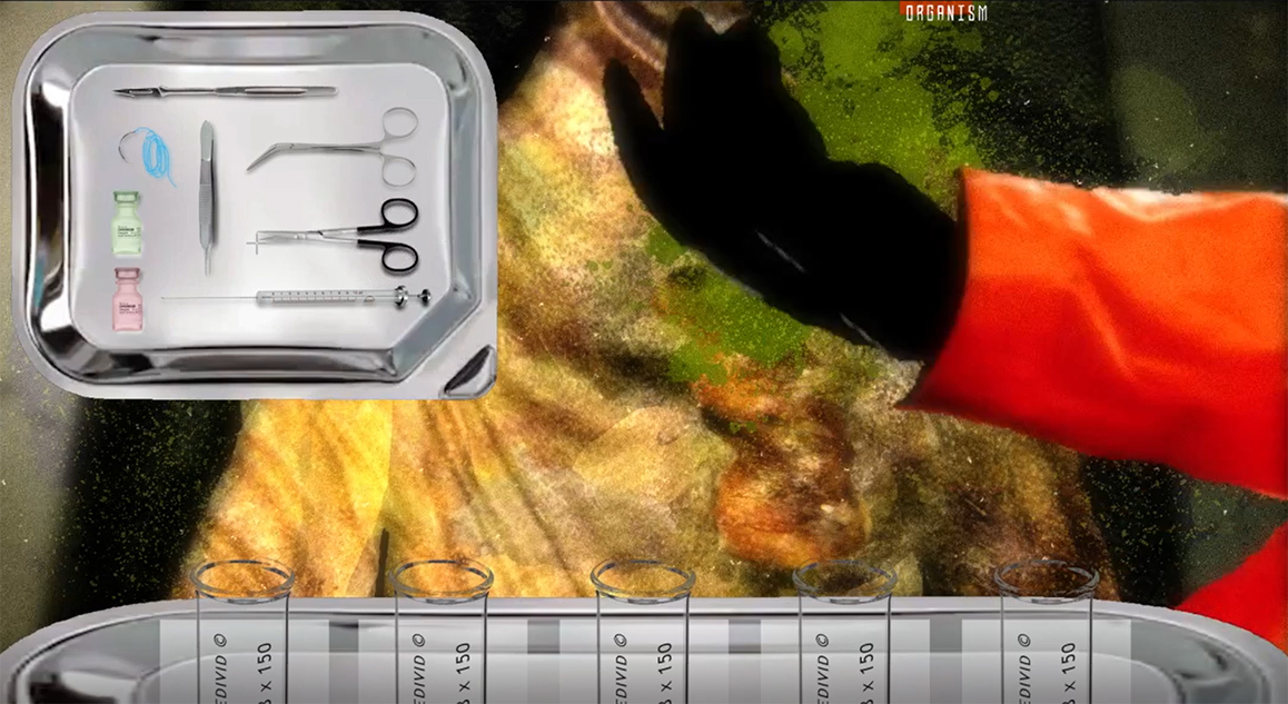 ALIEN OPERATION by joemid