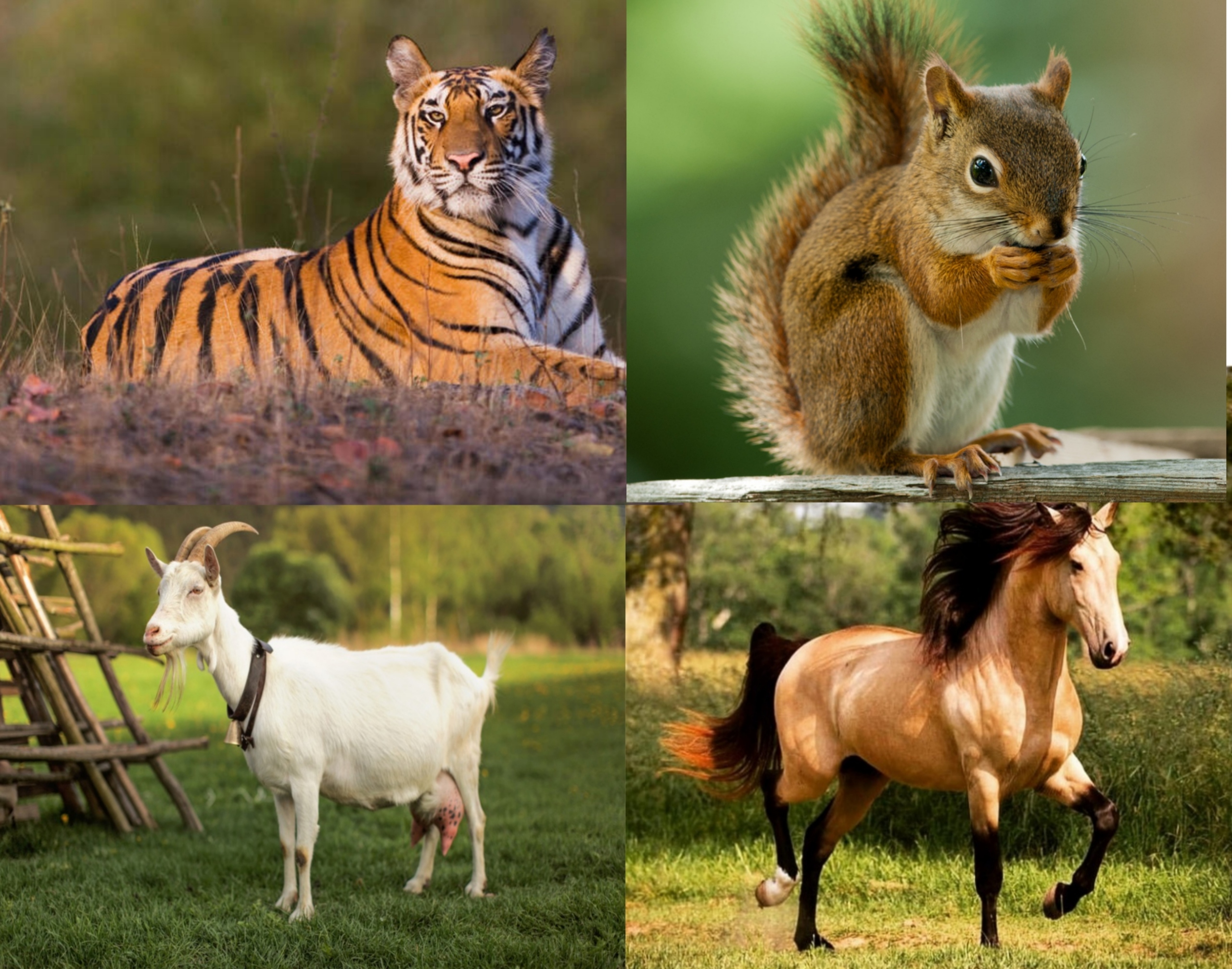 Animals world by Lokesh1