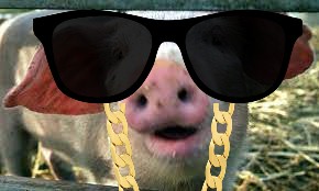 Hoggers: The Hoggening by PortDev