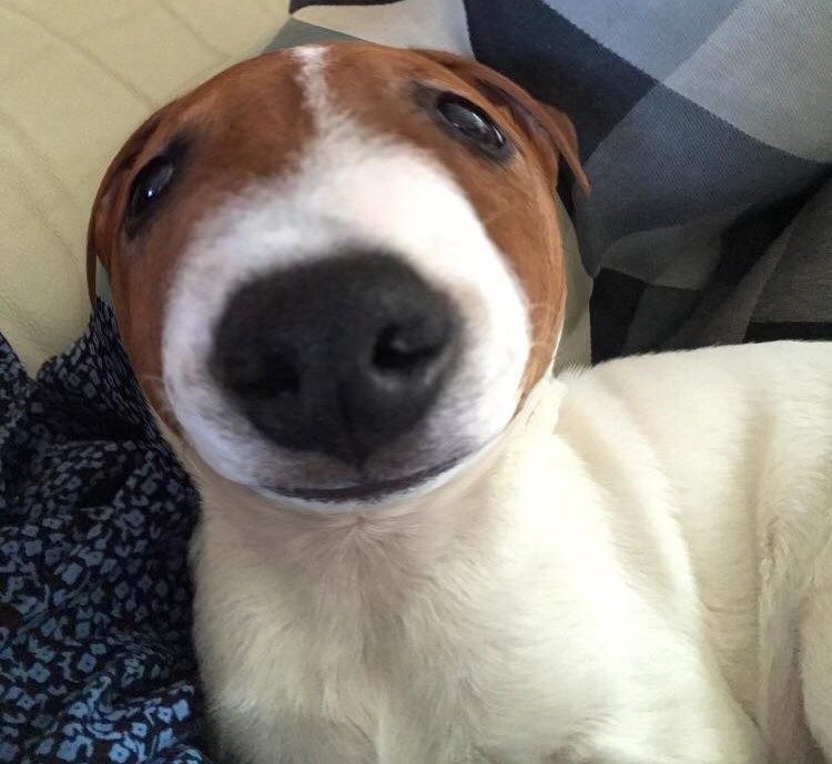 meatball dog by Phasmida