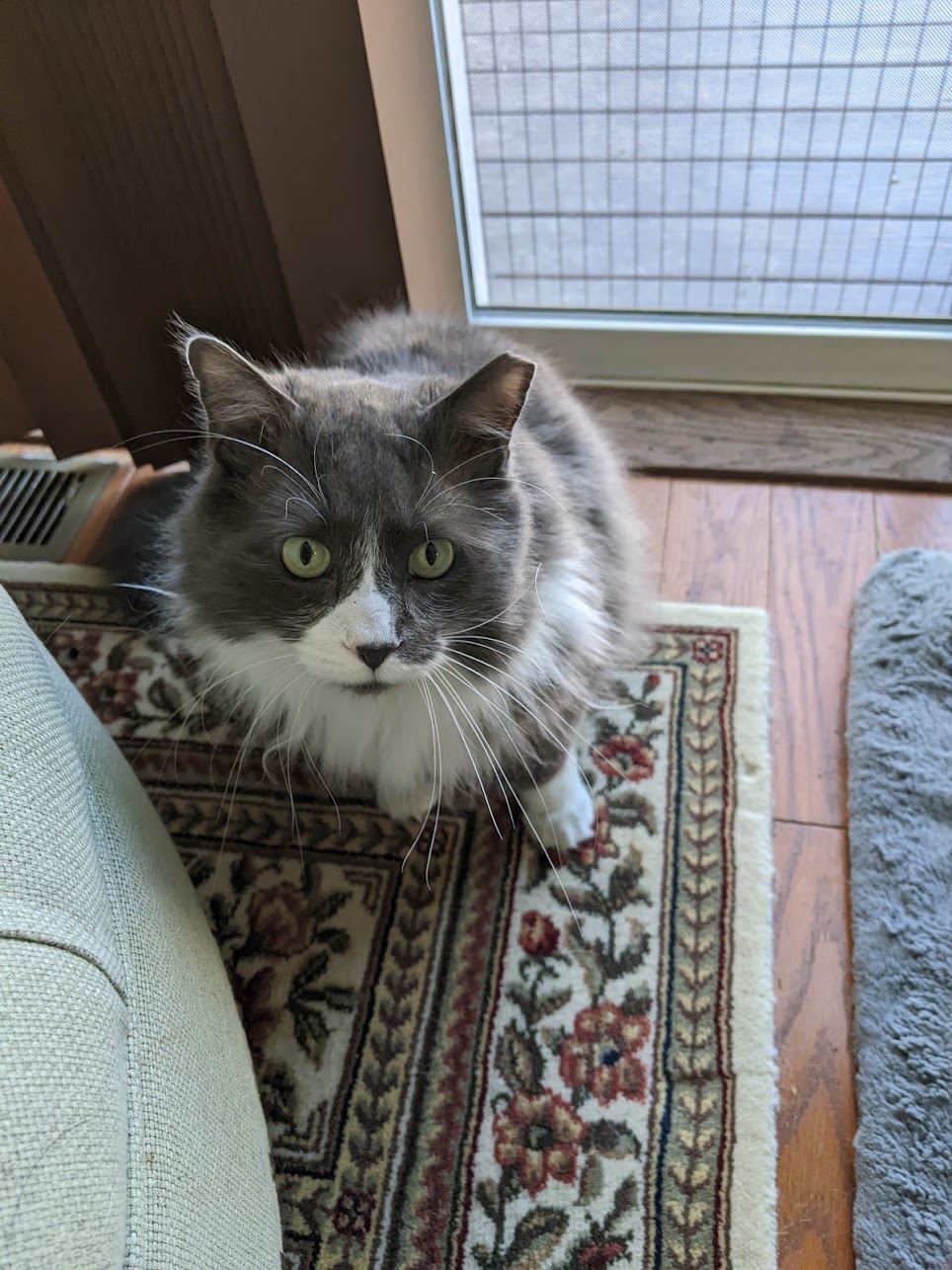 KittyTeam's Cat Jam - itch.io