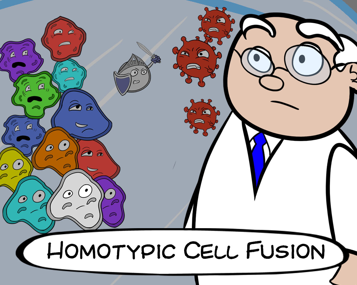 Homotypic Cell Fusion by RPGuille