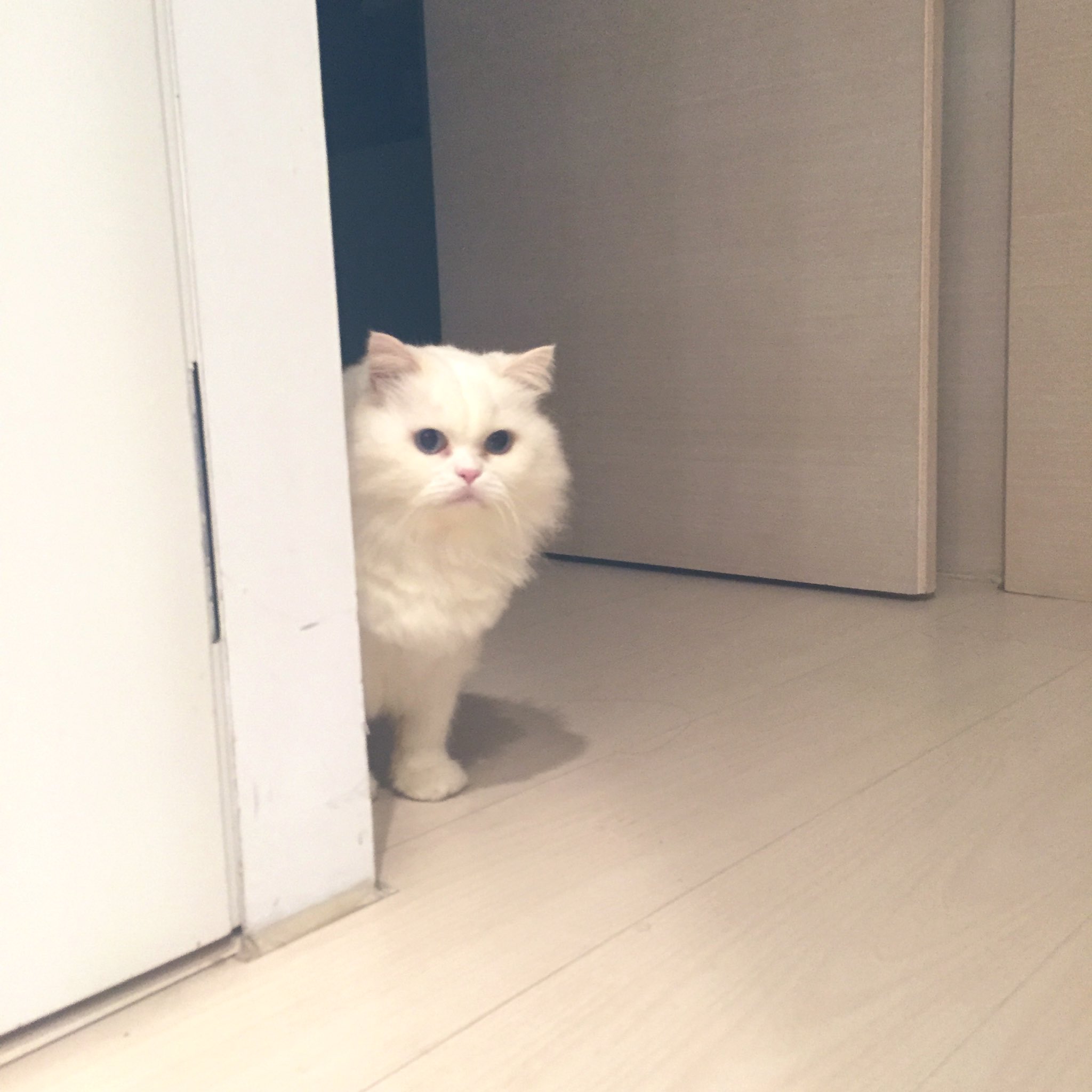 Mimi the Cat SFX by Eddie Yu