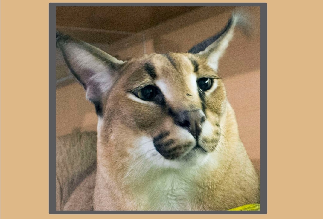 Floppa Clicker Mobile by TheRealZFinch